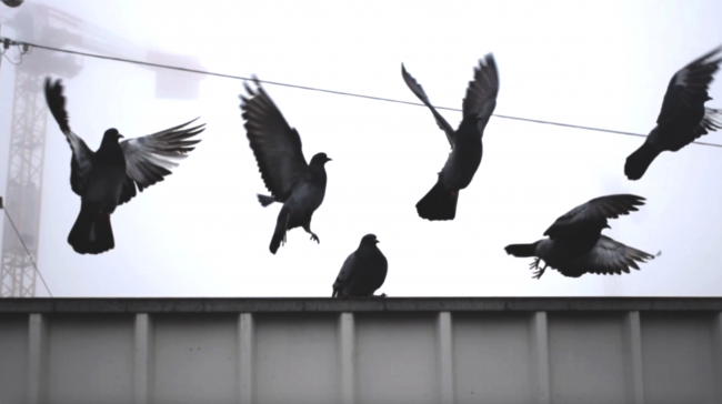 Putni. Eksperimentāls video