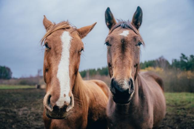 Zirgs kā partneris, ne sporta inventārs